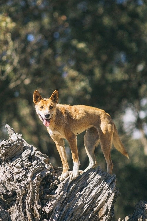 ADF Home Sanctuary Donation (Tour) … Sponsor/Support Gift card More