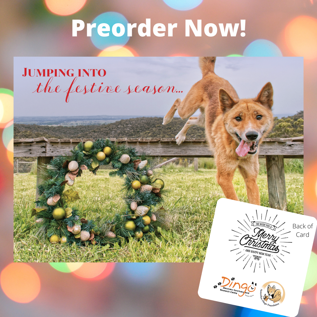 Wandi the Dingo Christmas Card | Australian Dingo Foundation Store