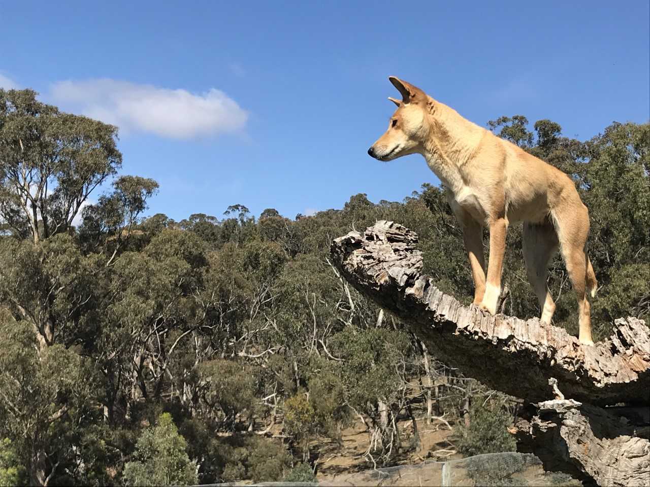 ADF Home Sanctuary Donation (Tour) … Sponsor/Support Gift card More