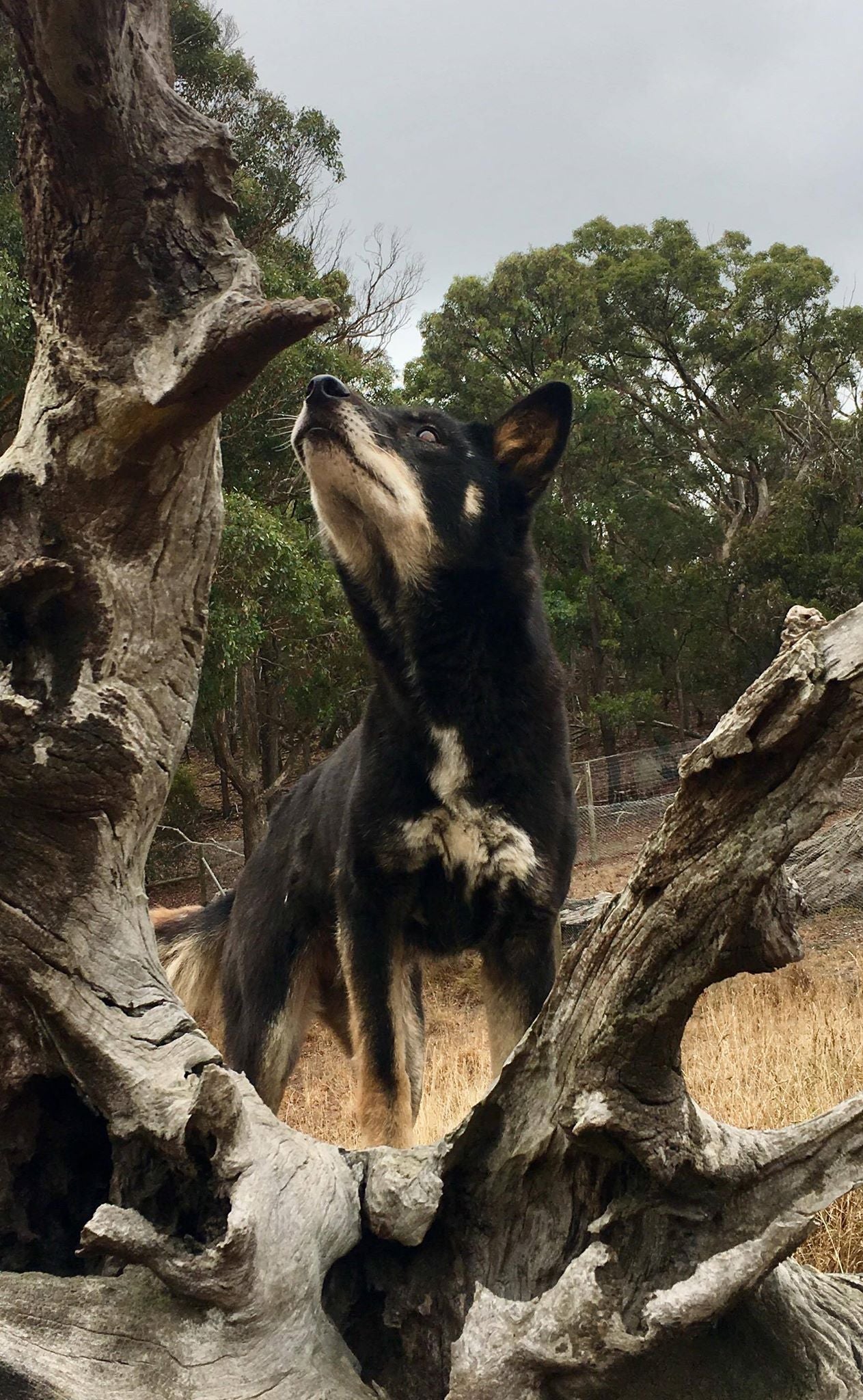 Sponsor a Dingo - 12 Months | Australian Dingo Foundation Store