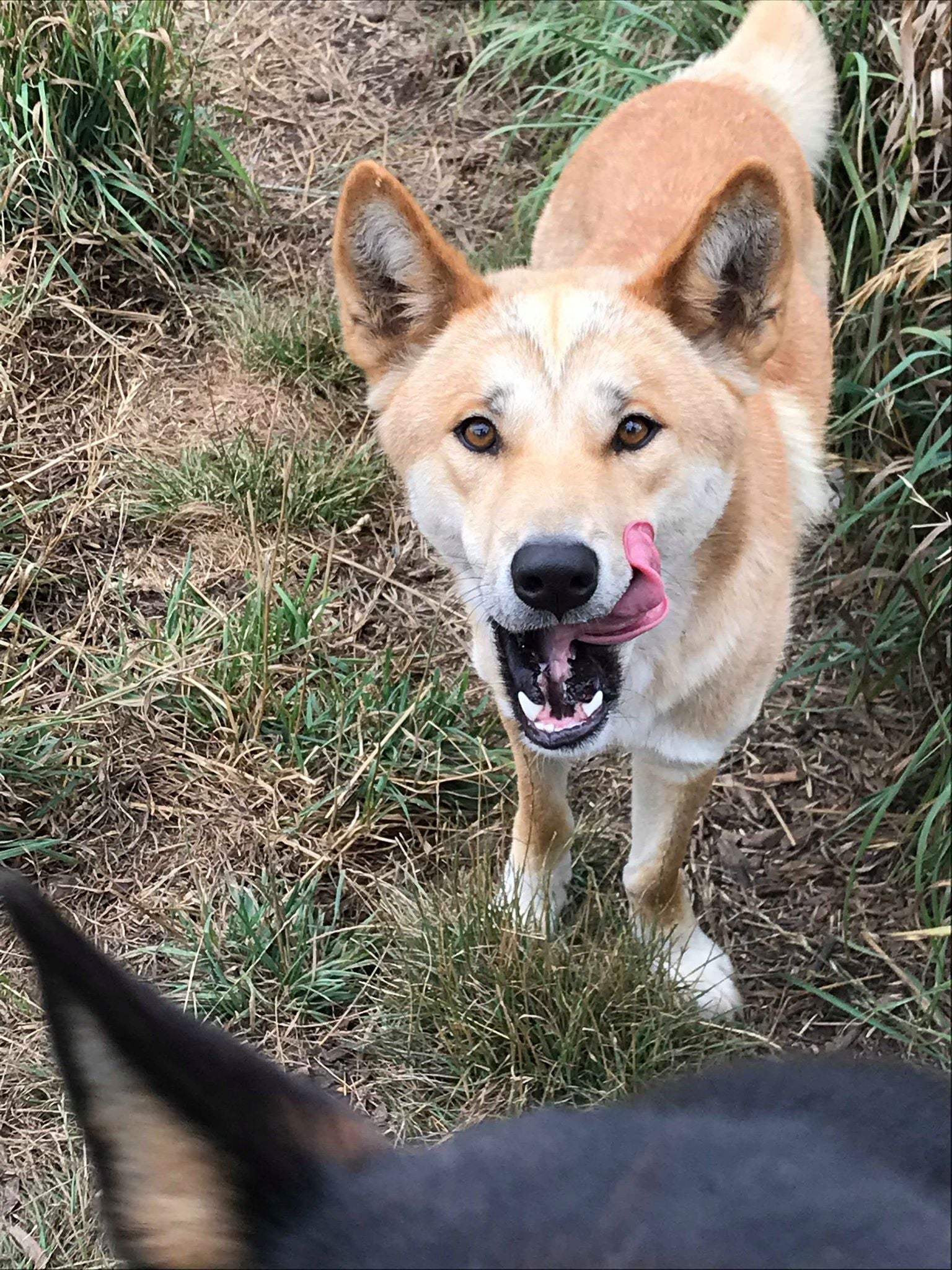Sponsor a Dingo - 12 Months | Australian Dingo Foundation Store