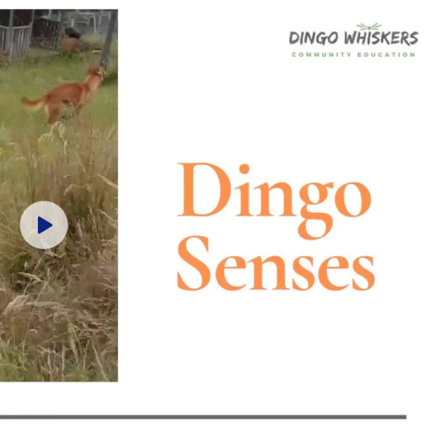 Dingo Senses online educational presentation